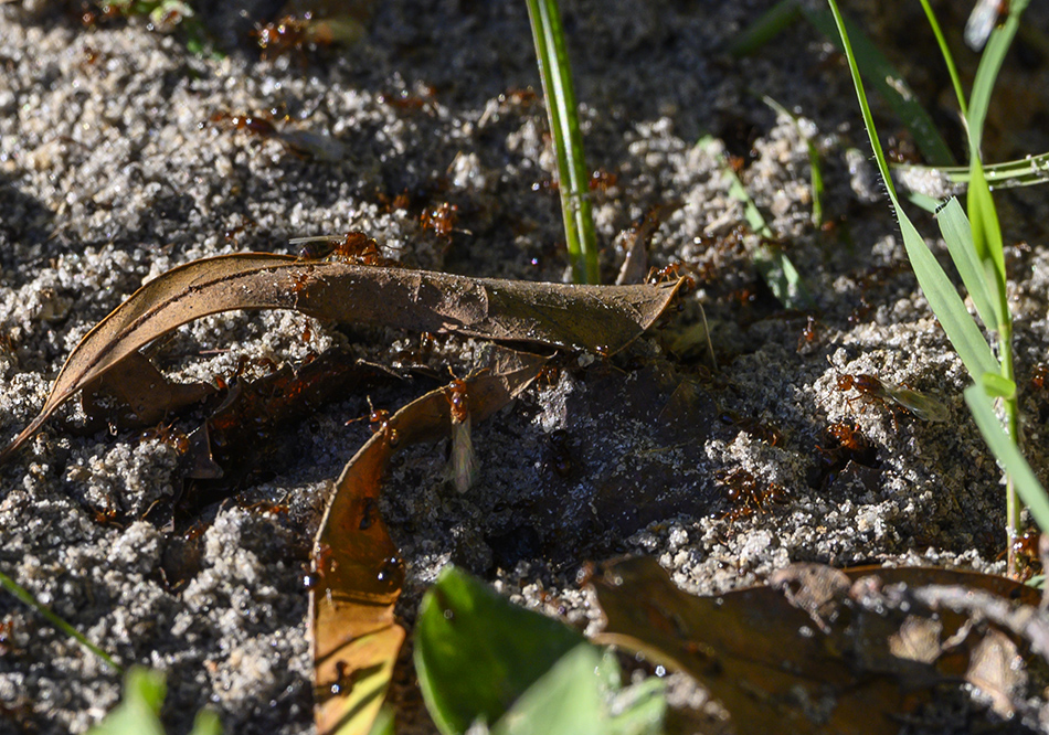 CANCELED: Summer Camp PM2: Insect Expedition – Florida Museum