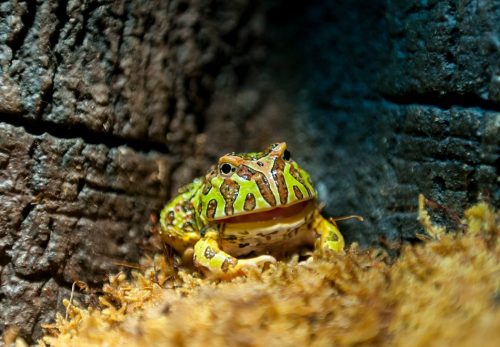 Frogs! Exhibit Opening Day – Florida Museum