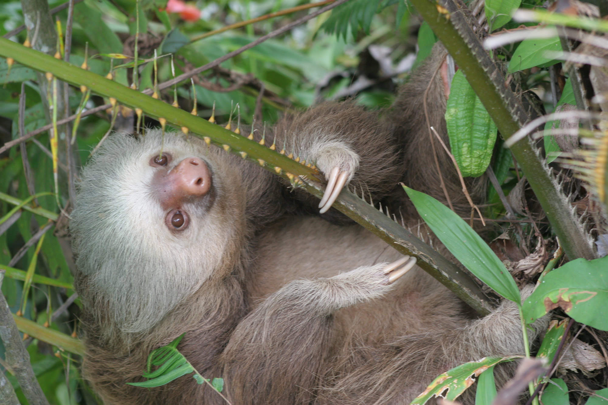 Costa Rica Family Rainforest Camp – Florida Museum
