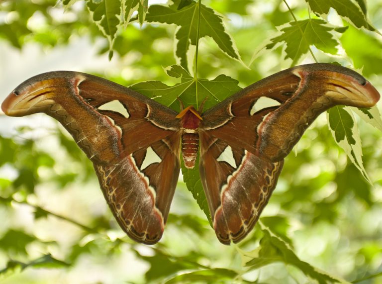 DIY Butterfly Pinning Workshop – Florida Museum