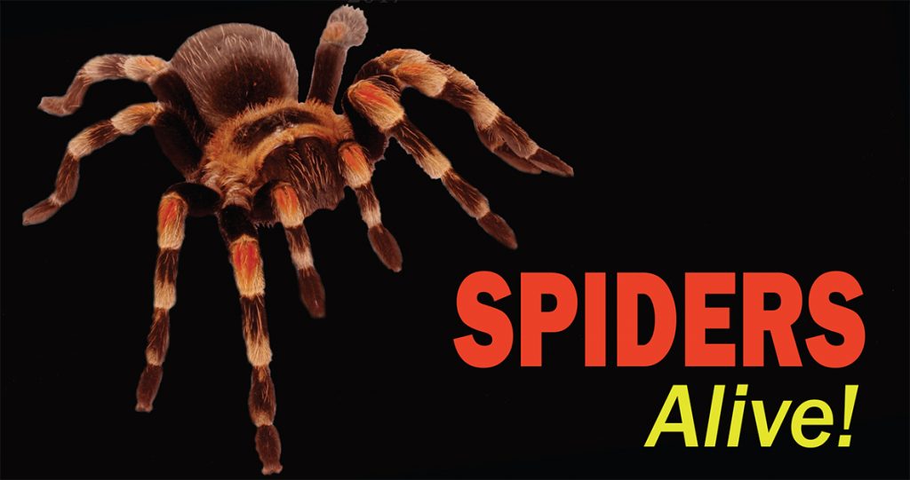 Spiders Alive! Last Day – Florida Museum