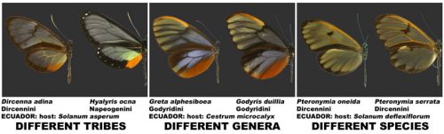 Ithomiini – Systematics of Neotropical Butterflies
