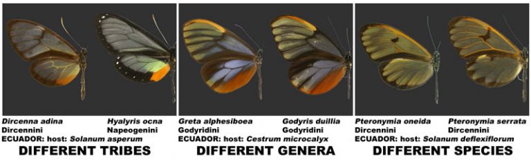 Ithomiini – Systematics of Neotropical Butterflies