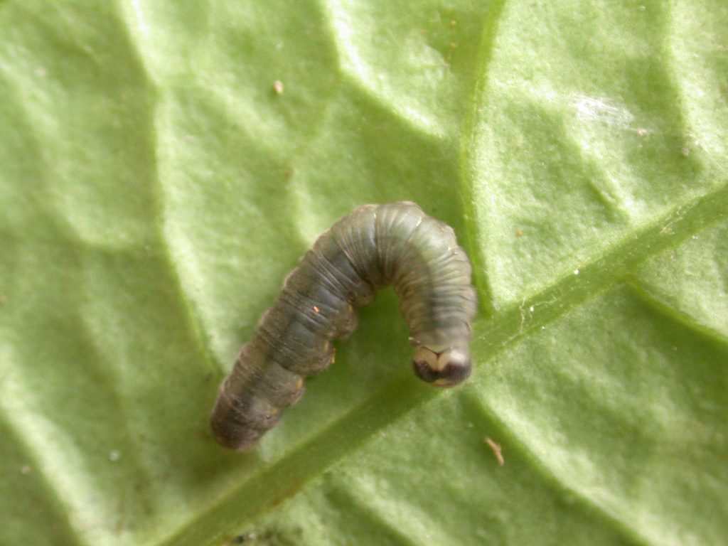 Ithomia avella – Systematics of Neotropical Butterflies