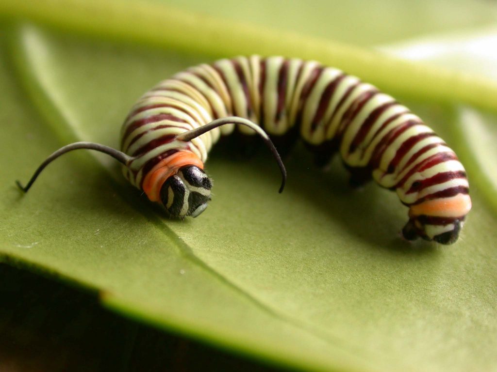 Melinaea menophilus – Systematics of Neotropical Butterflies