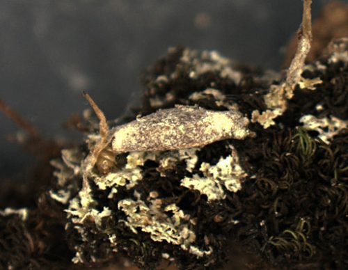 Hawaii – The Kawahara Lab