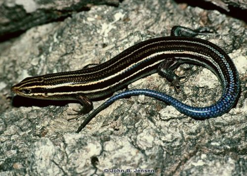 Florida Lizards – Discover Herpetology