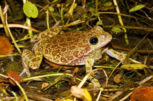Barking Treefrog – Discover Herpetology