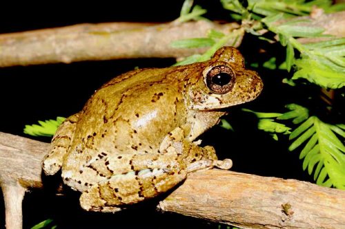 Bird-voiced Treefrog – Discover Herpetology