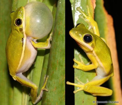 Green Treefrog – Discover Herpetology