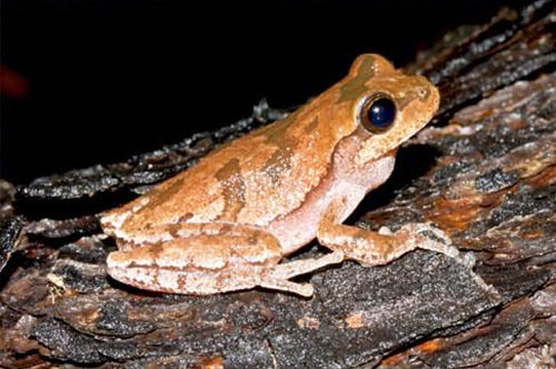 Pinewoods Treefrog – Discover Herpetology