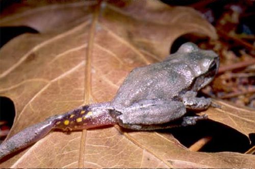 Pinewoods Treefrog – Discover Herpetology