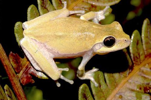 Pinewoods Treefrog – Discover Herpetology