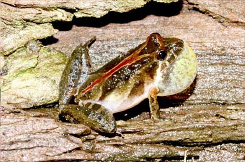 Southern Cricket Frog – Discover Herpetology