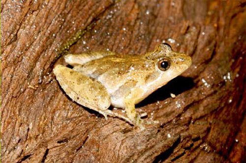 Southern Cricket Frog – Discover Herpetology