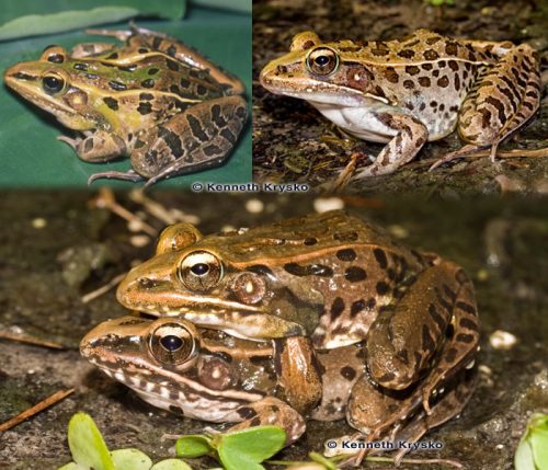 Southern Leopard Frog – Discover Herpetology