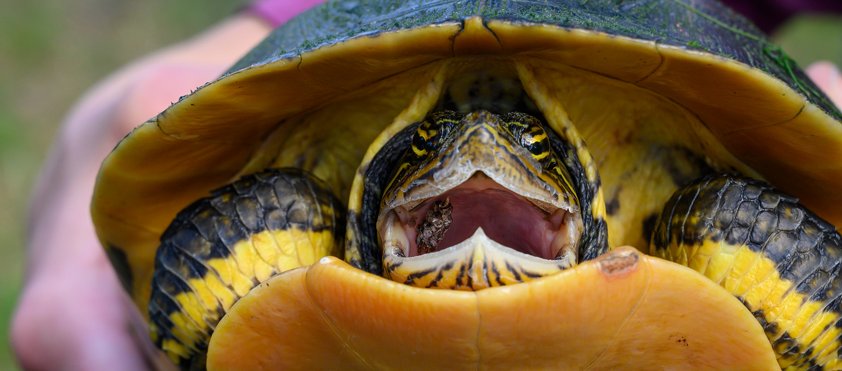 Discover Herpetology – Florida Museum of Natural History