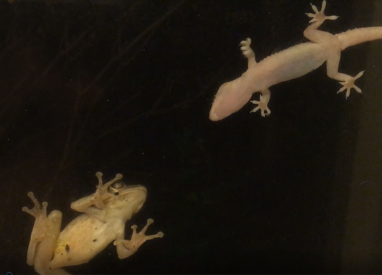 Show Pictures Of A Frog Eating Lizard