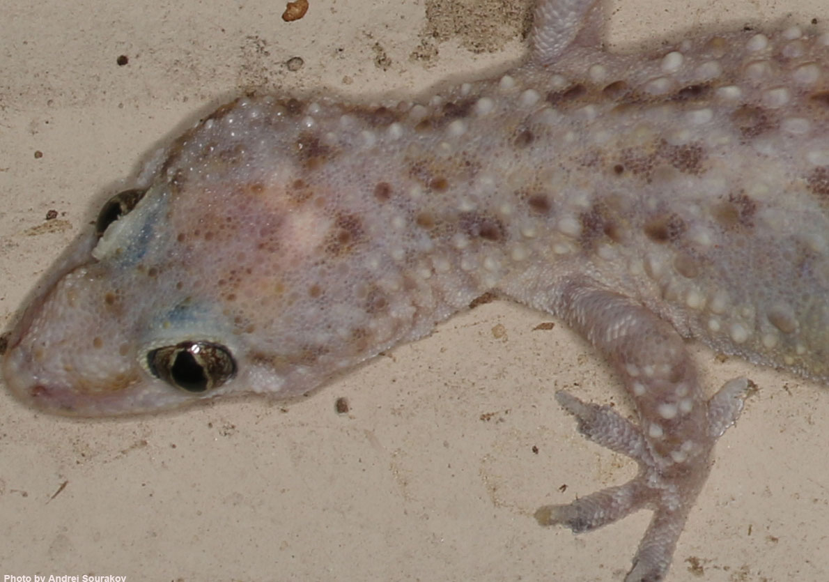 Battle for Moths: Frogs vs. Geckos – Andrei Sourakov | Lepidoptera ...