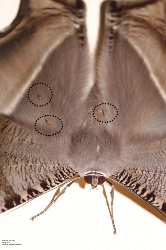 Blood-sucking Moth Parasites – Andrei Sourakov | Lepidoptera ...