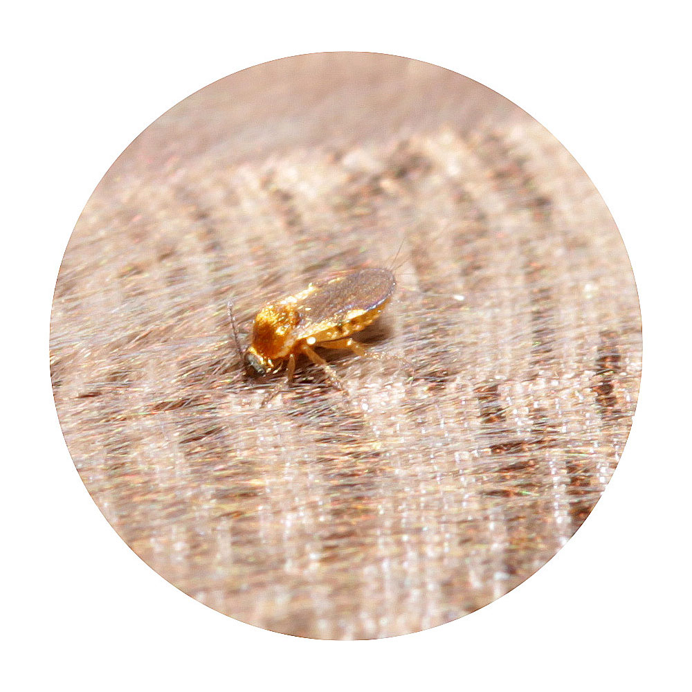 Blood-sucking Moth Parasites – Andrei Sourakov | Lepidoptera ...