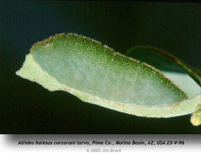 Life Behind the Museum – Butterfly Caterpillars that Feed on Mistletoes ...