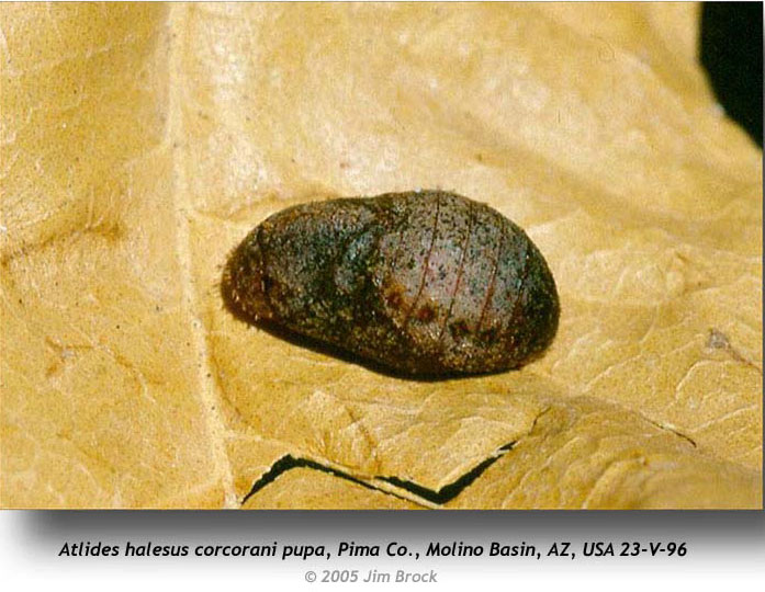 Life Behind the Museum – Butterfly Caterpillars that Feed on Mistletoes ...