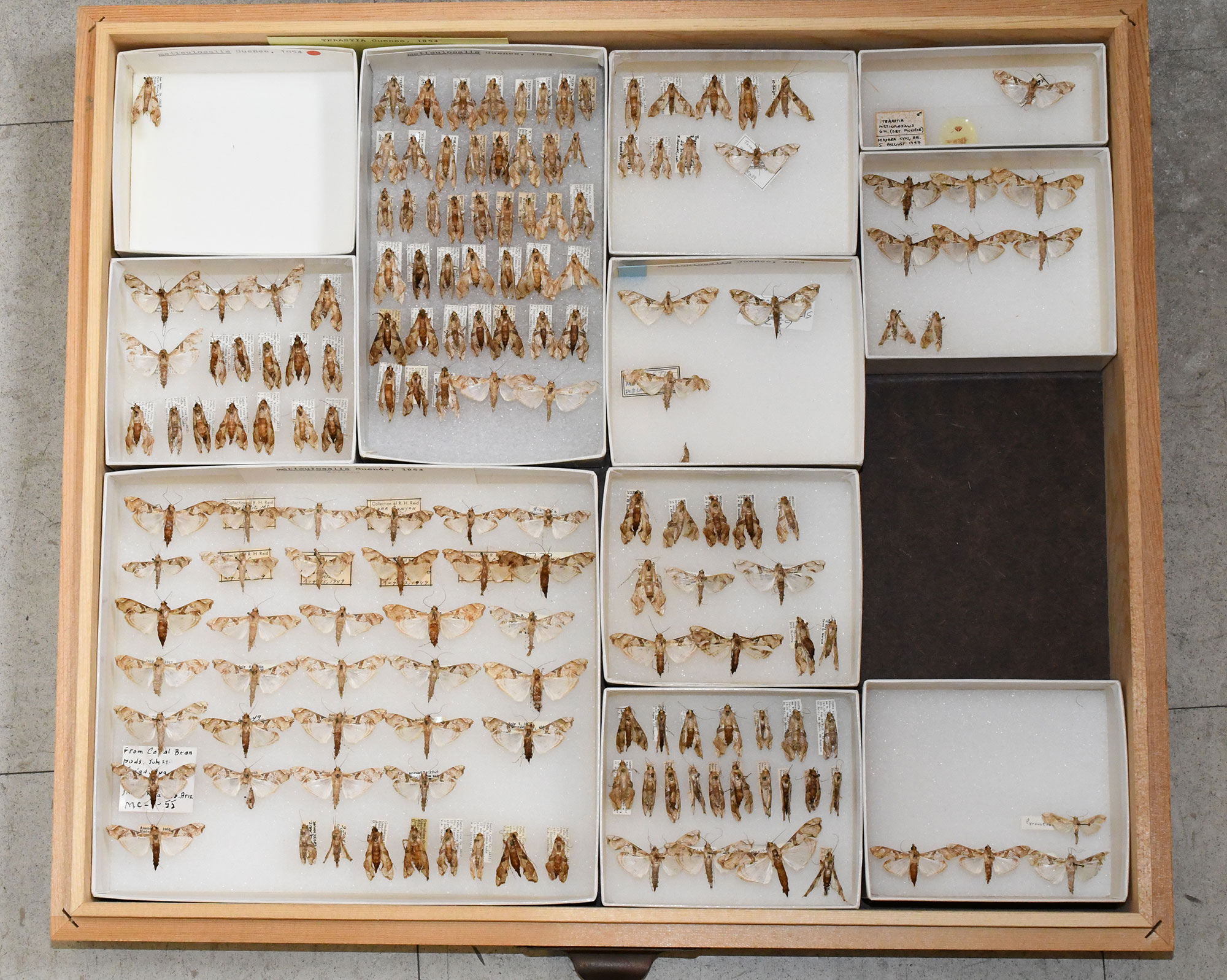 Coral Trees of Los Angeles and the Moths that Attack them – Andrei ...