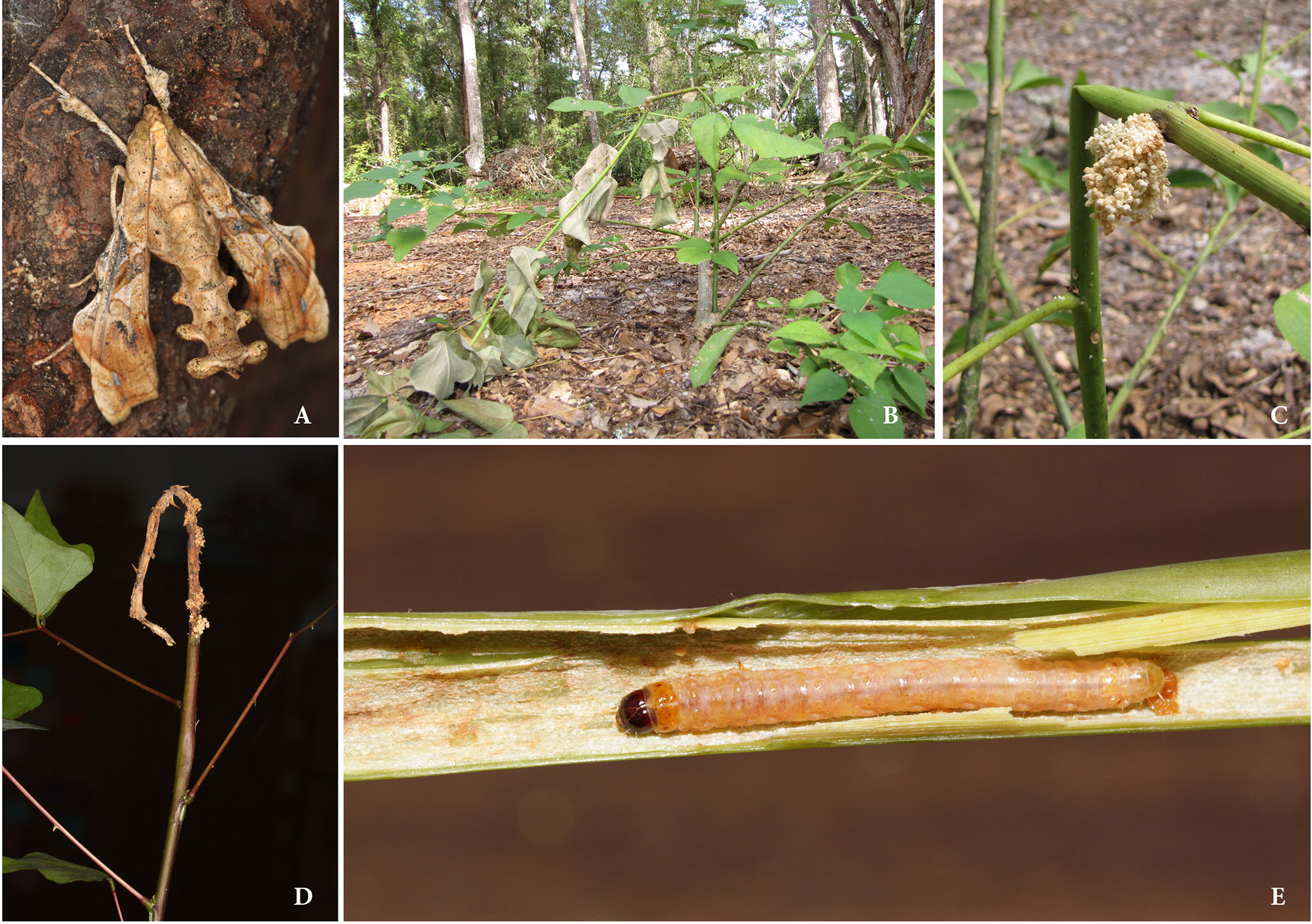 Coral Trees of Los Angeles and the Moths that Attack them – Andrei ...
