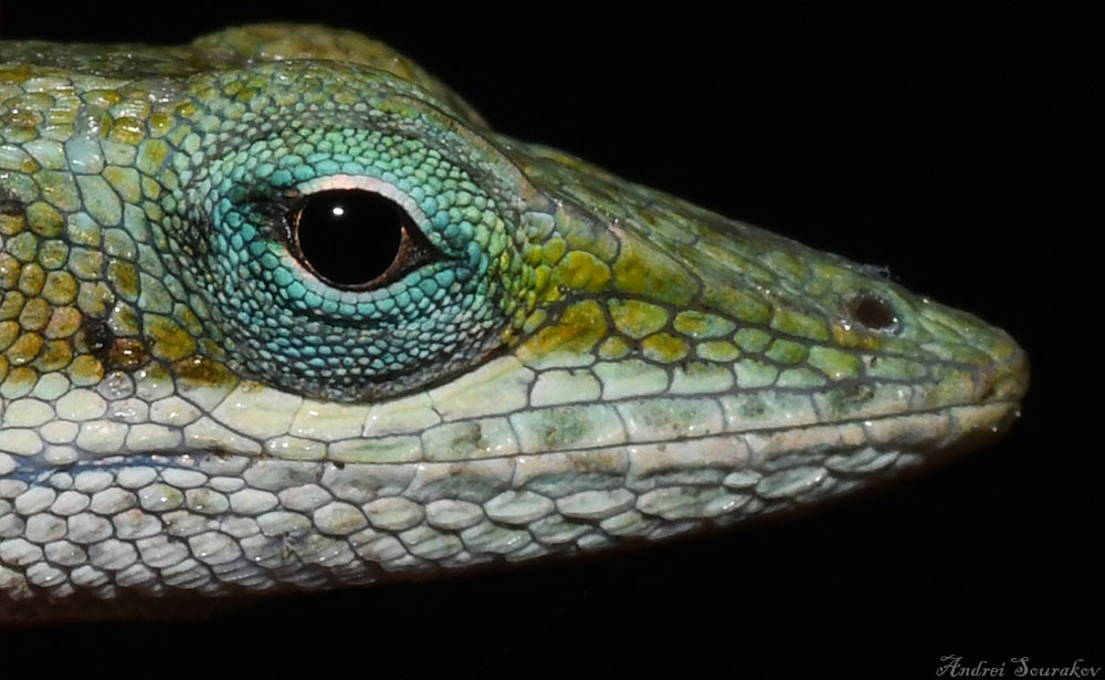 Only bite what you can swallow – Andrei Sourakov | Lepidoptera ...