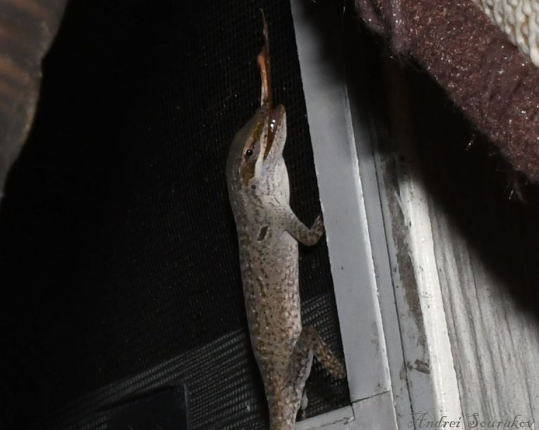 Only bite what you can swallow – Andrei Sourakov | Lepidoptera ...