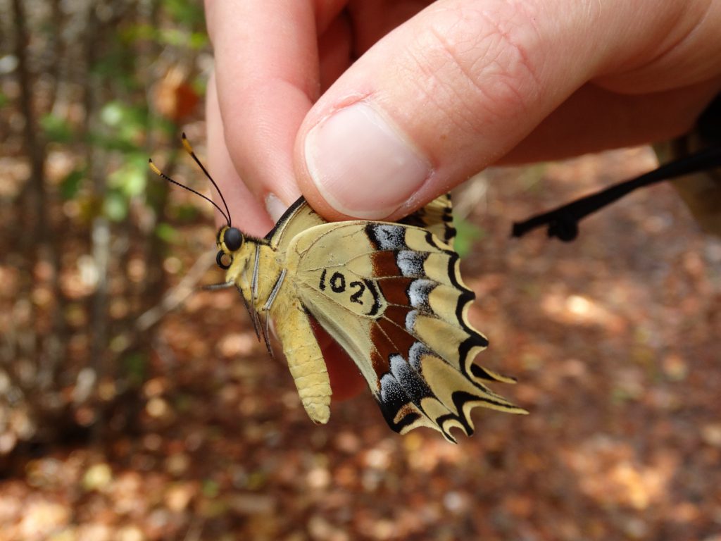 Butterflies – Saving Wildlife