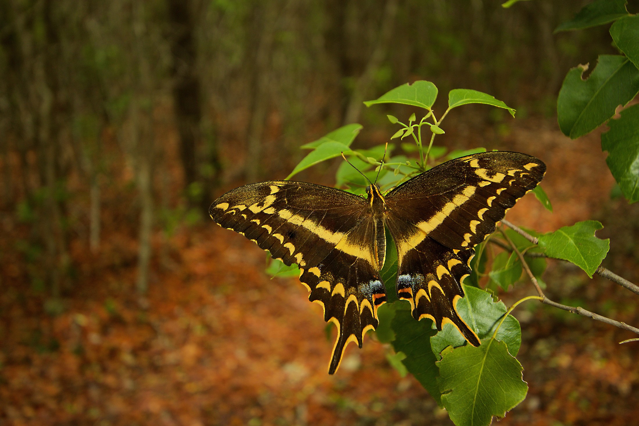 Recovering the Schaus’ swallowtail – Saving Wildlife
