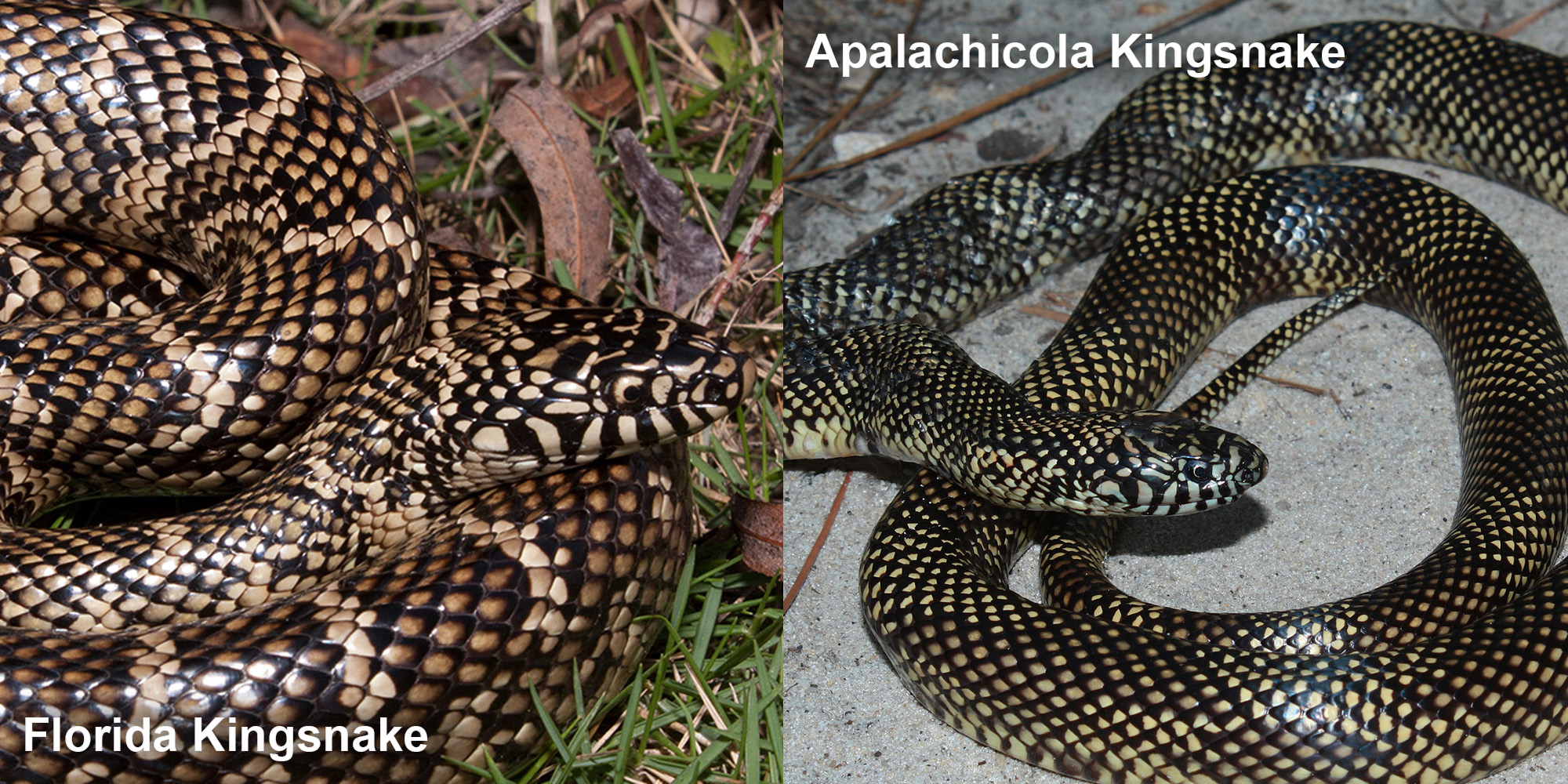 Apalachicola Kingsnake – Florida Snake ID Guide