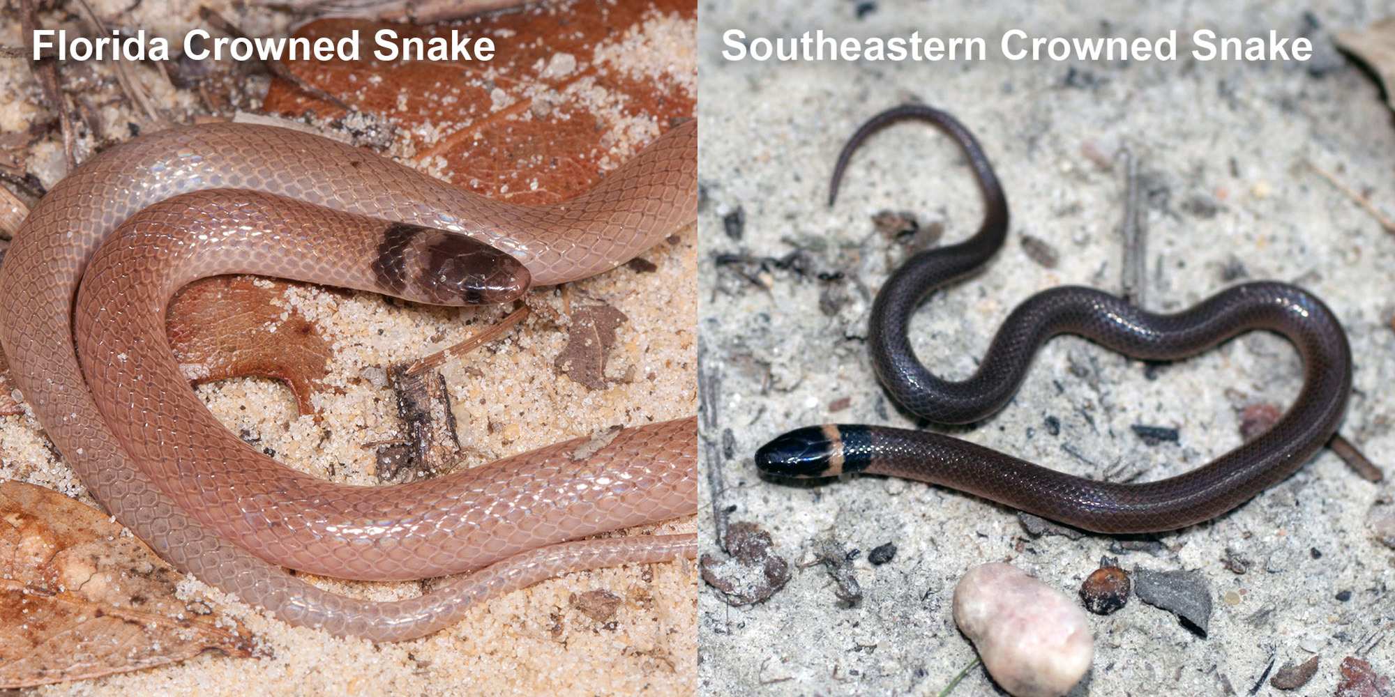 Southeastern Crowned Snake – Florida Snake ID Guide