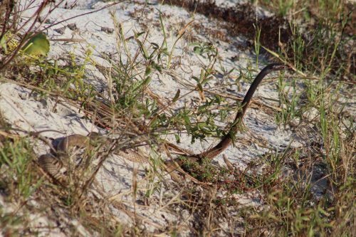Eastern Coachwhip – Florida Snake ID Guide