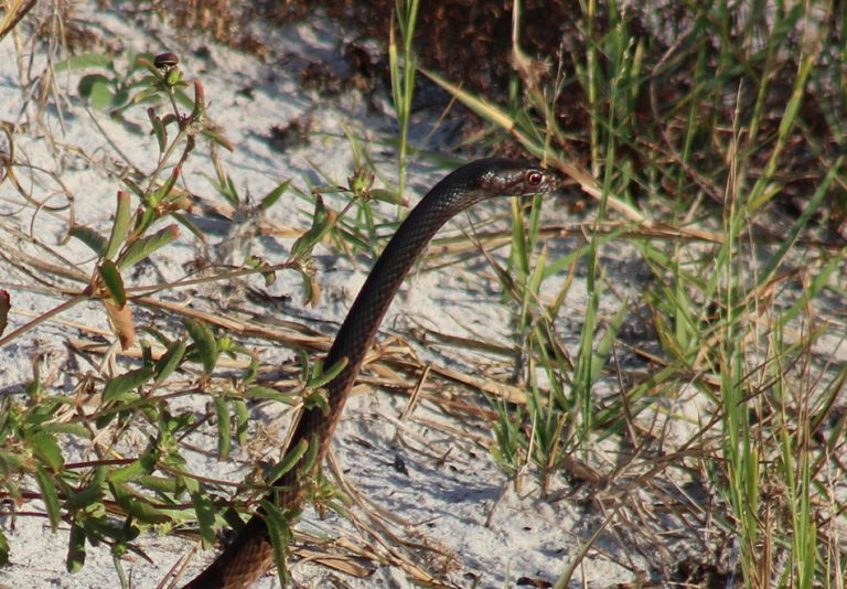 Eastern Indigo Snake – Florida Snake ID Guide