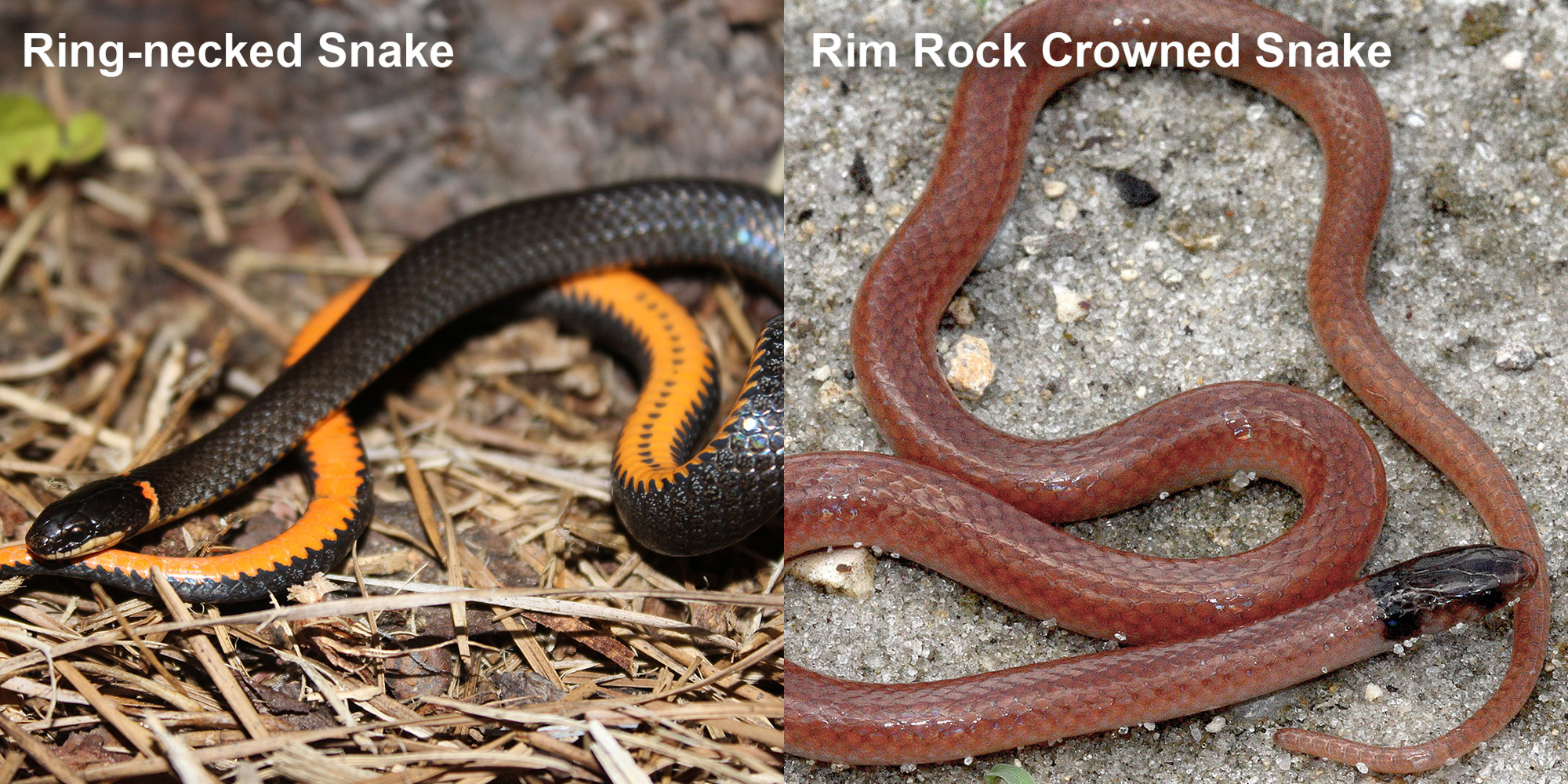 Rim Rock Crowned Snake – Florida Snake ID Guide