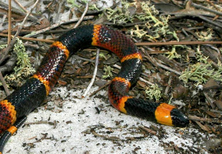 Scarletsnake – Florida Snake ID Guide