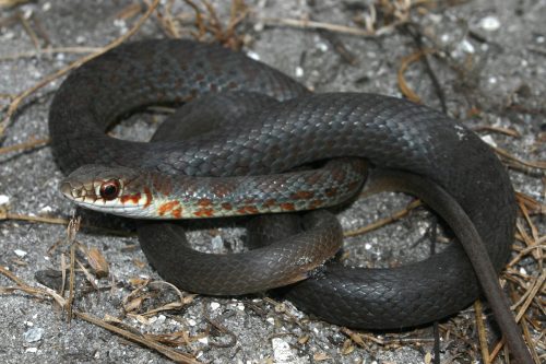 North American Racer – Florida Snake ID Guide