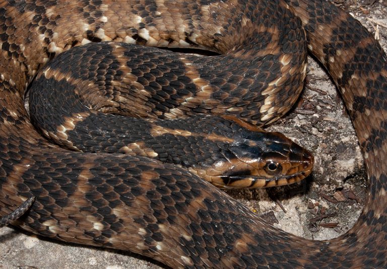 Florida Snake ID Guide – Florida Museum of Natural History