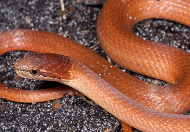Florida Snake ID Guide – Florida Museum of Natural History