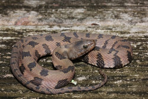 Brown Watersnake – Florida Snake ID Guide