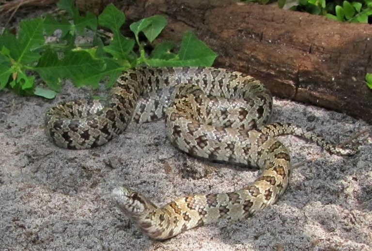 South Florida Mole Kingsnake – Florida Snake ID Guide