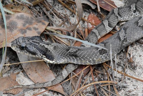 Eastern Hog-nosed Snake – Florida Snake ID Guide