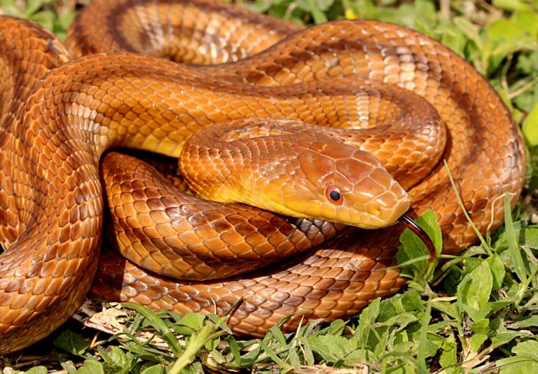 Florida Snake ID Guide – Florida Museum of Natural History