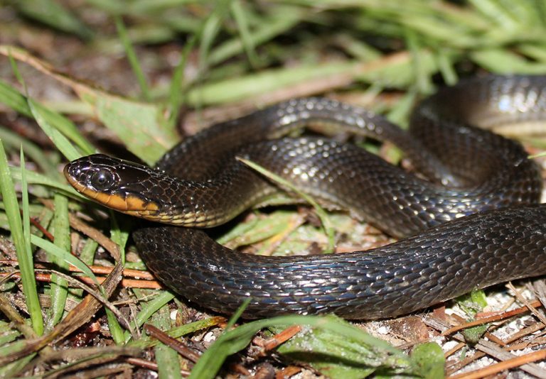 Striped Swampsnake – Florida Snake ID Guide