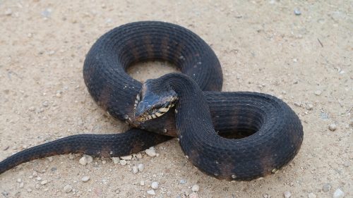 Southern Watersnake – Florida Snake ID Guide