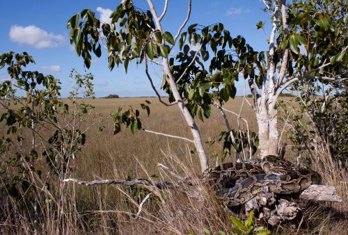 Burmese Python – Florida Snake ID Guide