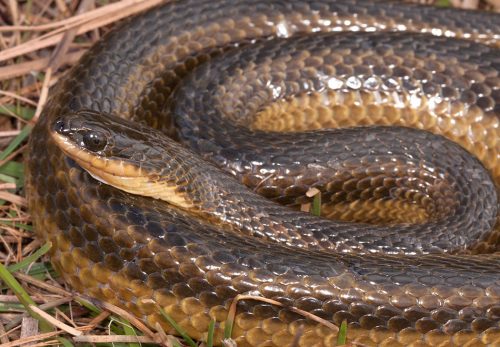 Striped Swampsnake – Florida Snake ID Guide